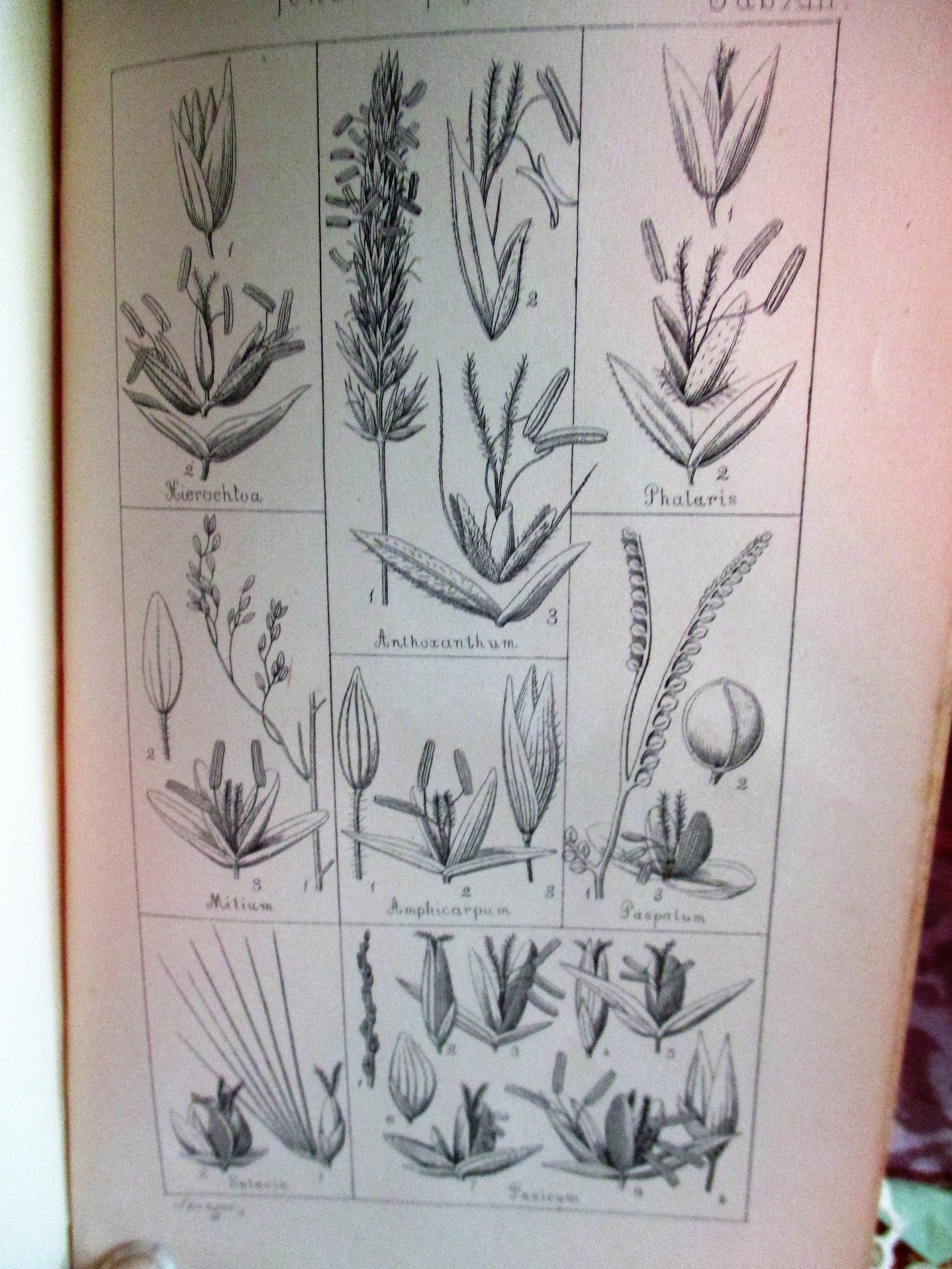 1877 Edition Gray's New Lessons and Manuals of Botany, Harvard ...
