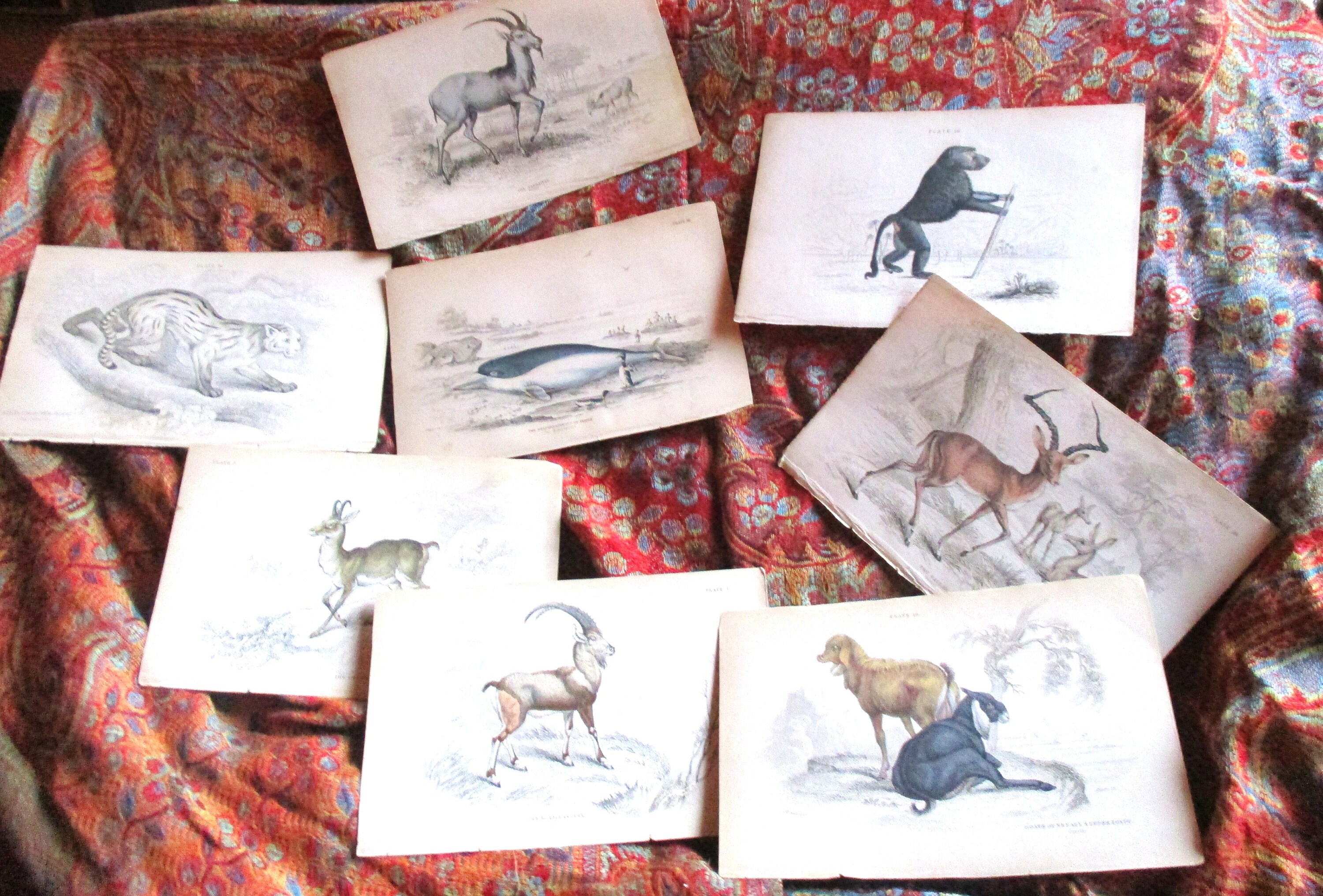 1800s Extinct Animals Set /4 Antique Color Plates Steel - Etsy