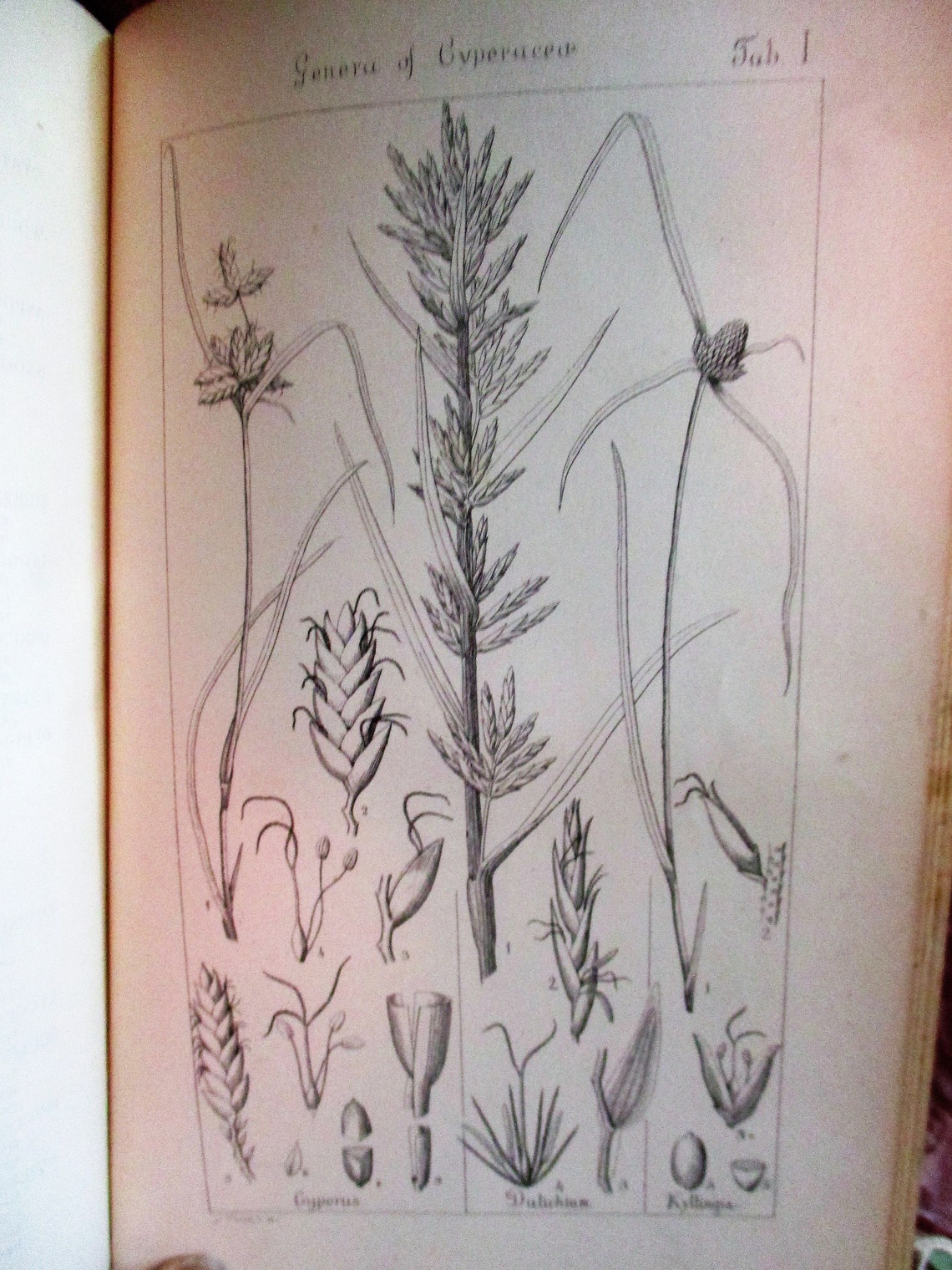 1877 Edition Gray's New Lessons and Manuals of Botany, Harvard ...