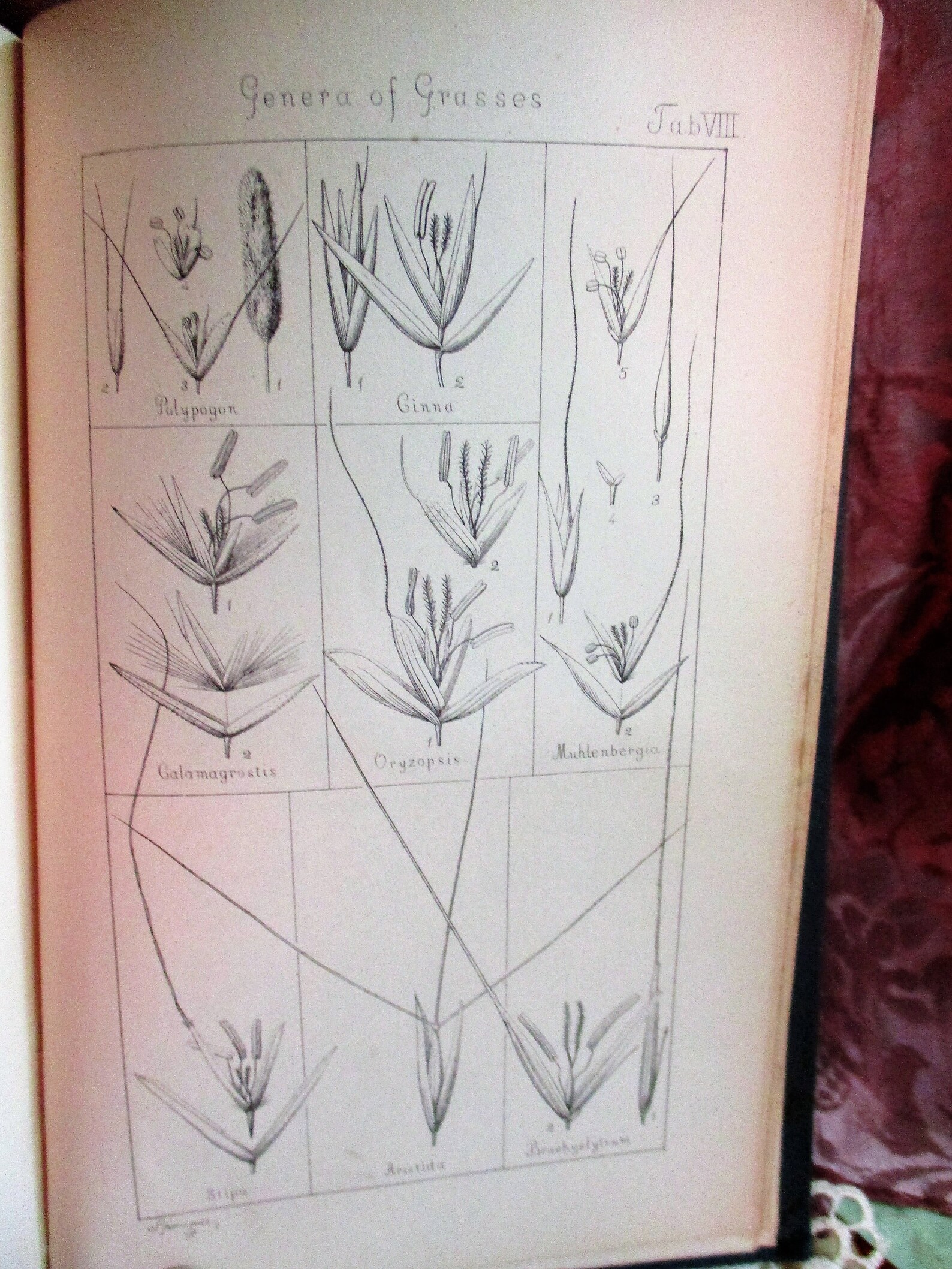 1877 Edition Gray's New Lessons and Manuals of Botany, Harvard ...