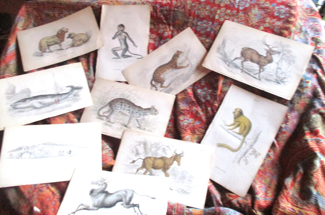 1800s Extinct Animals Set /4 Antique Color Plates,, Steel Engravings ...