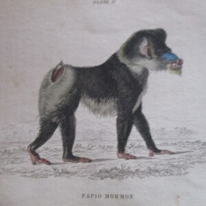 1800s Extinct Animals Set /4 Antique Color Plates,, Steel Engravings ...