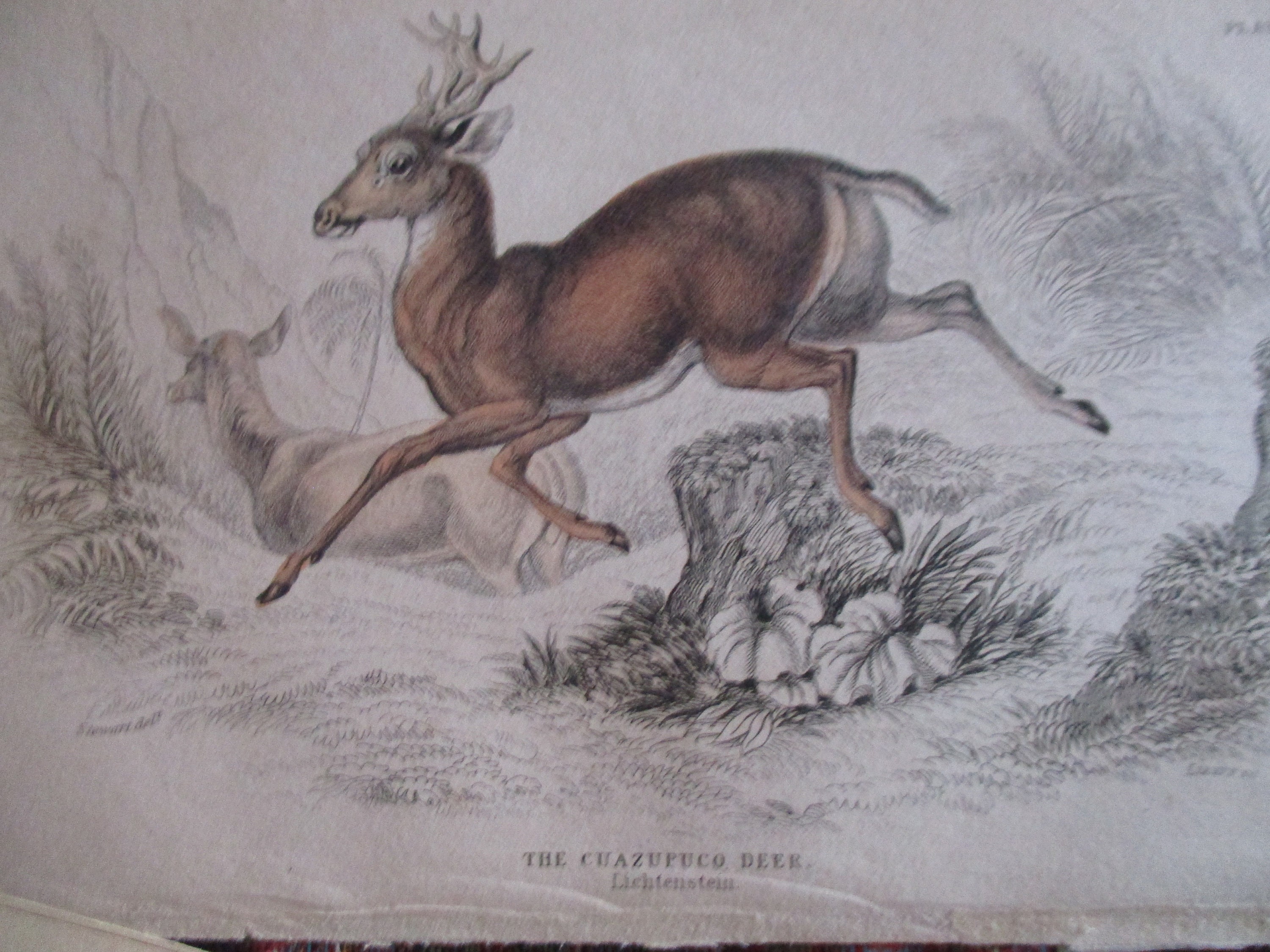 1800s Extinct Animals Set /4 Antique Color Plates Steel - Etsy