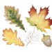 Watercolor Autumn Leaves Clipart Collection,fall Wreath,leaf,branch ...