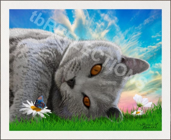 Britse Exotische Kortharige Katten Colorpoint Shorthair: Alles Over