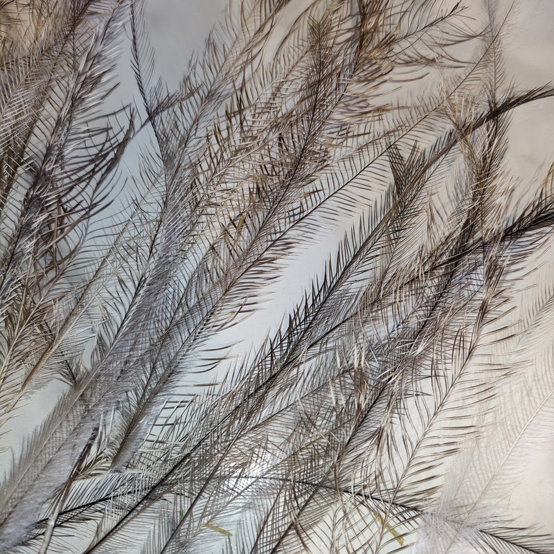 Emu Feathers - Etsy