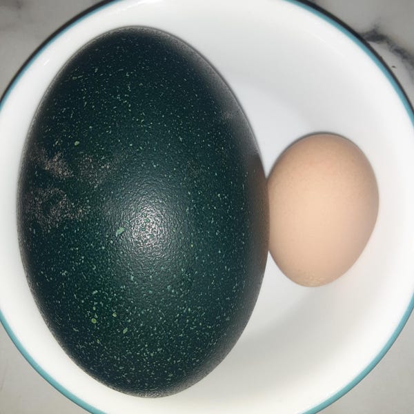 Emu Egg - Etsy