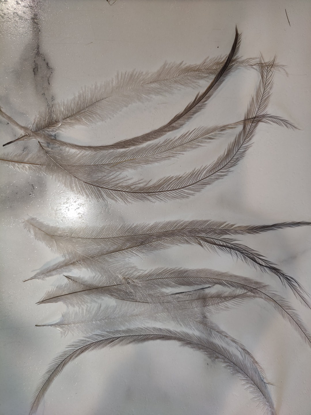 Emu Feathers *single Plumed* - Etsy