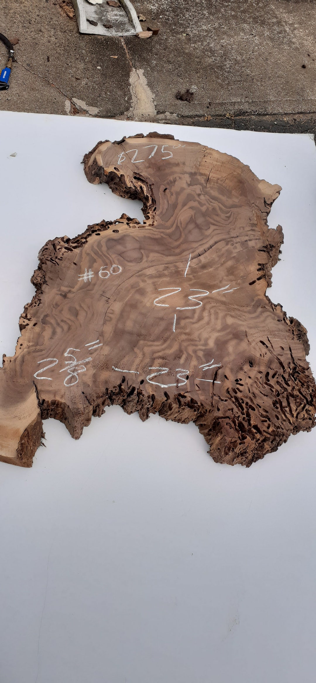 Claro Black Walnut Live Edge Stump Root Slice. Stump Creature - Etsy