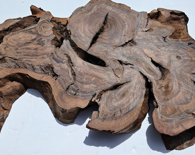 Claro Black Walnut Stump Root Slab, Super Insane Grain, Stump Creature ...
