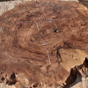 Pacific Black Walnut Stump Burl Slice, EXTREME Figuring, Sunburst ...