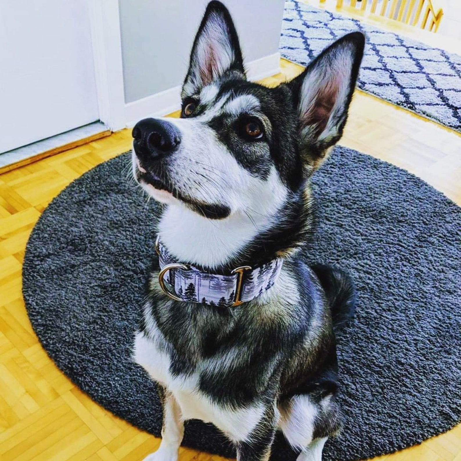 Forest Mist Dog Collar Martingale Dog Collar Clip Collar | Etsy