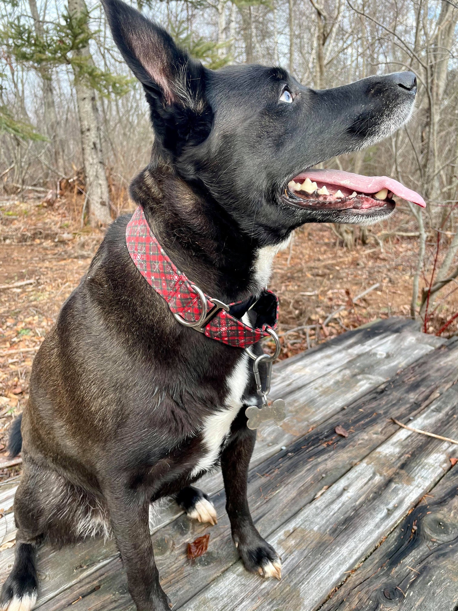 Fancy Lumberjack Dog Collar - Etsy