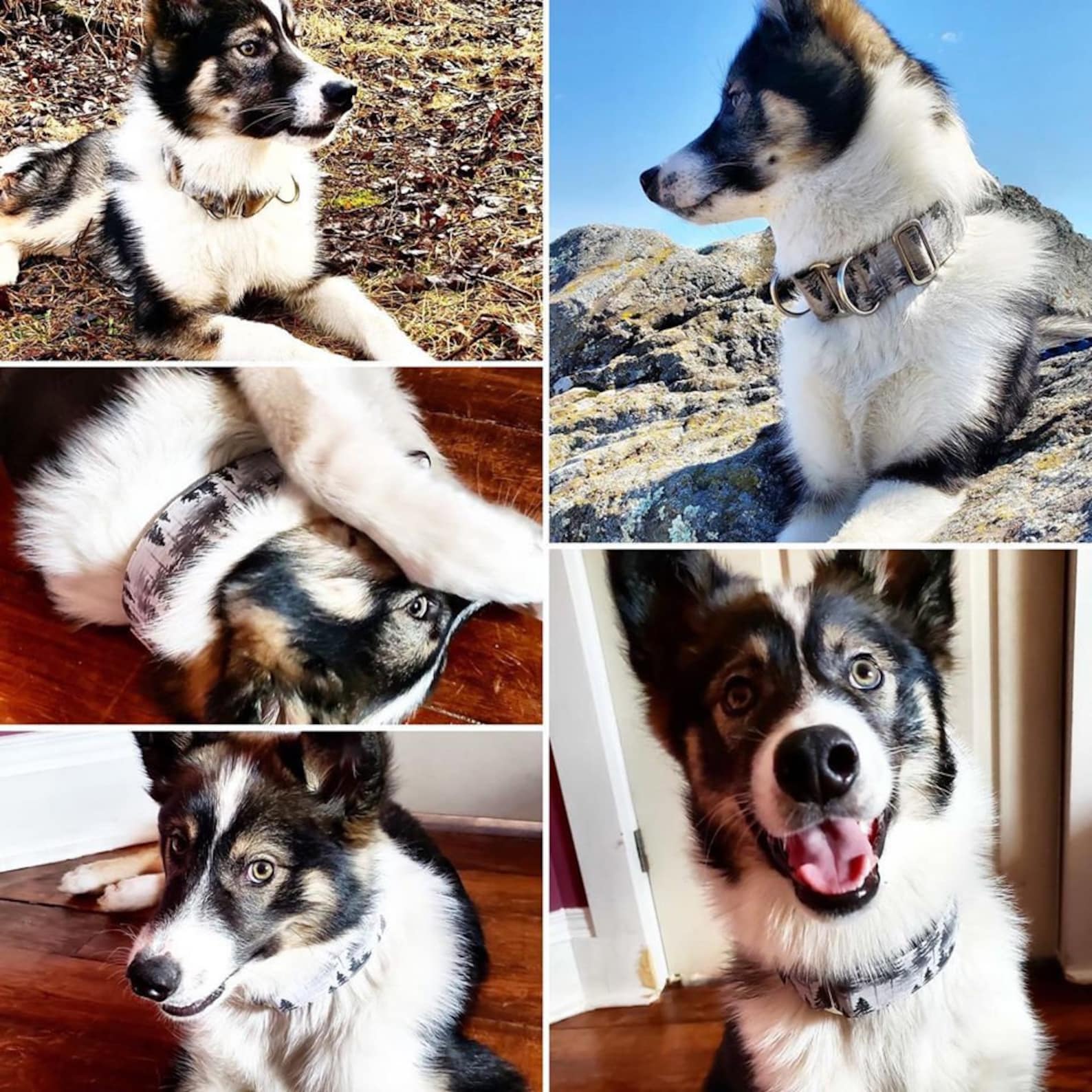 Forest Mist Dog Collar Martingale Dog Collar Clip Collar | Etsy