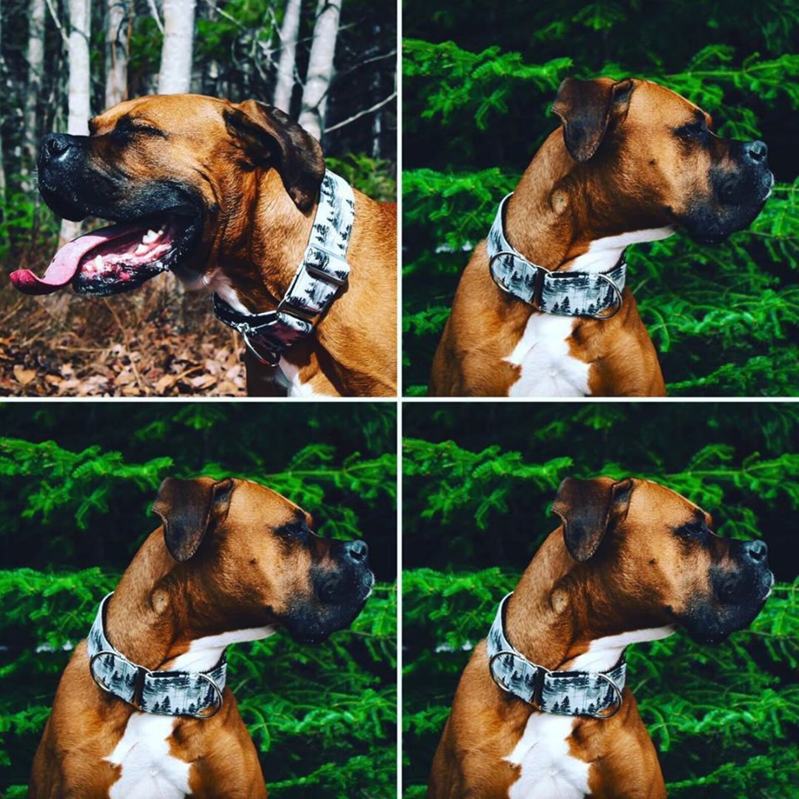 Forest Mist Dog Collar Martingale Dog Collar Clip Collar | Etsy