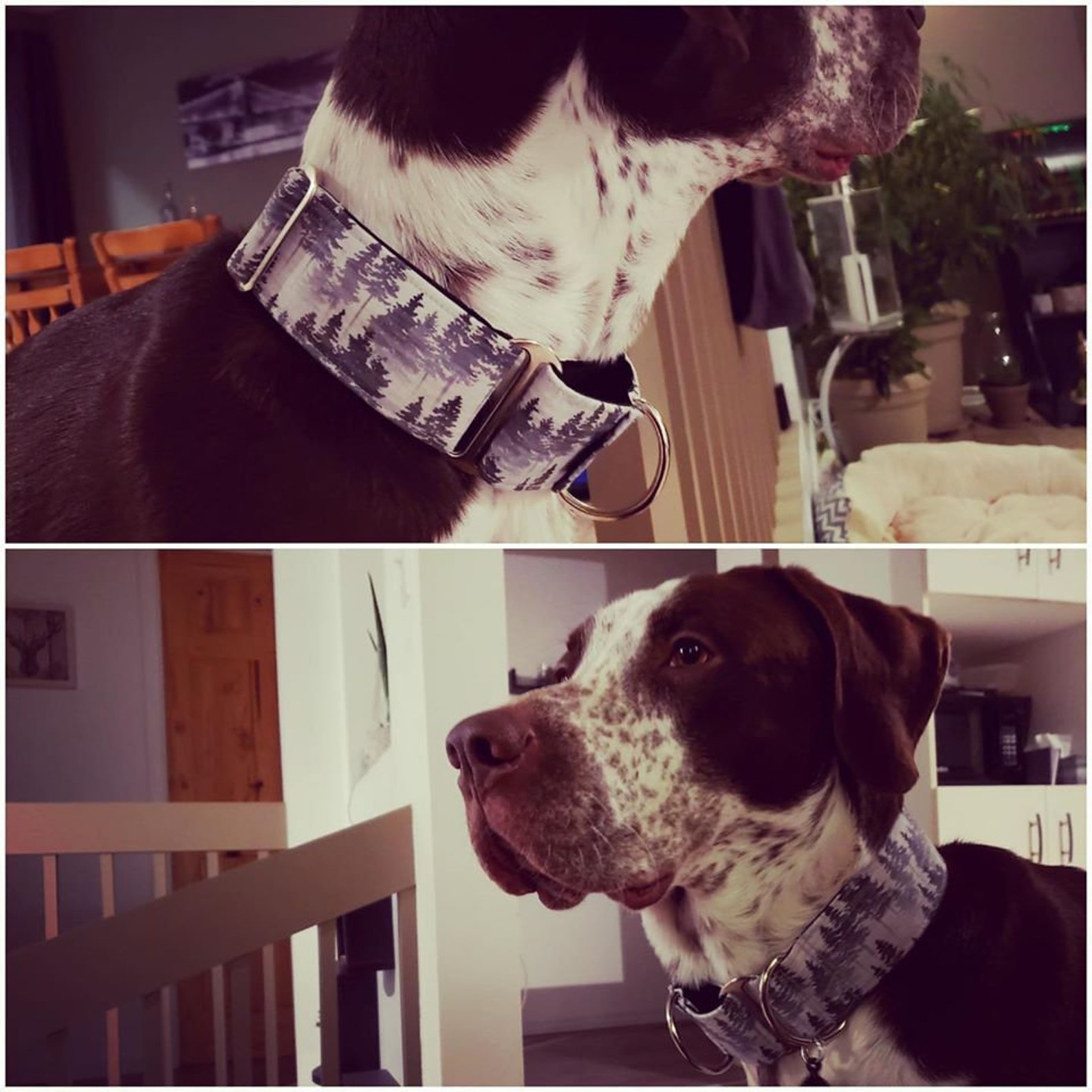 Forest Mist Dog Collar Martingale Dog Collar Clip Collar | Etsy