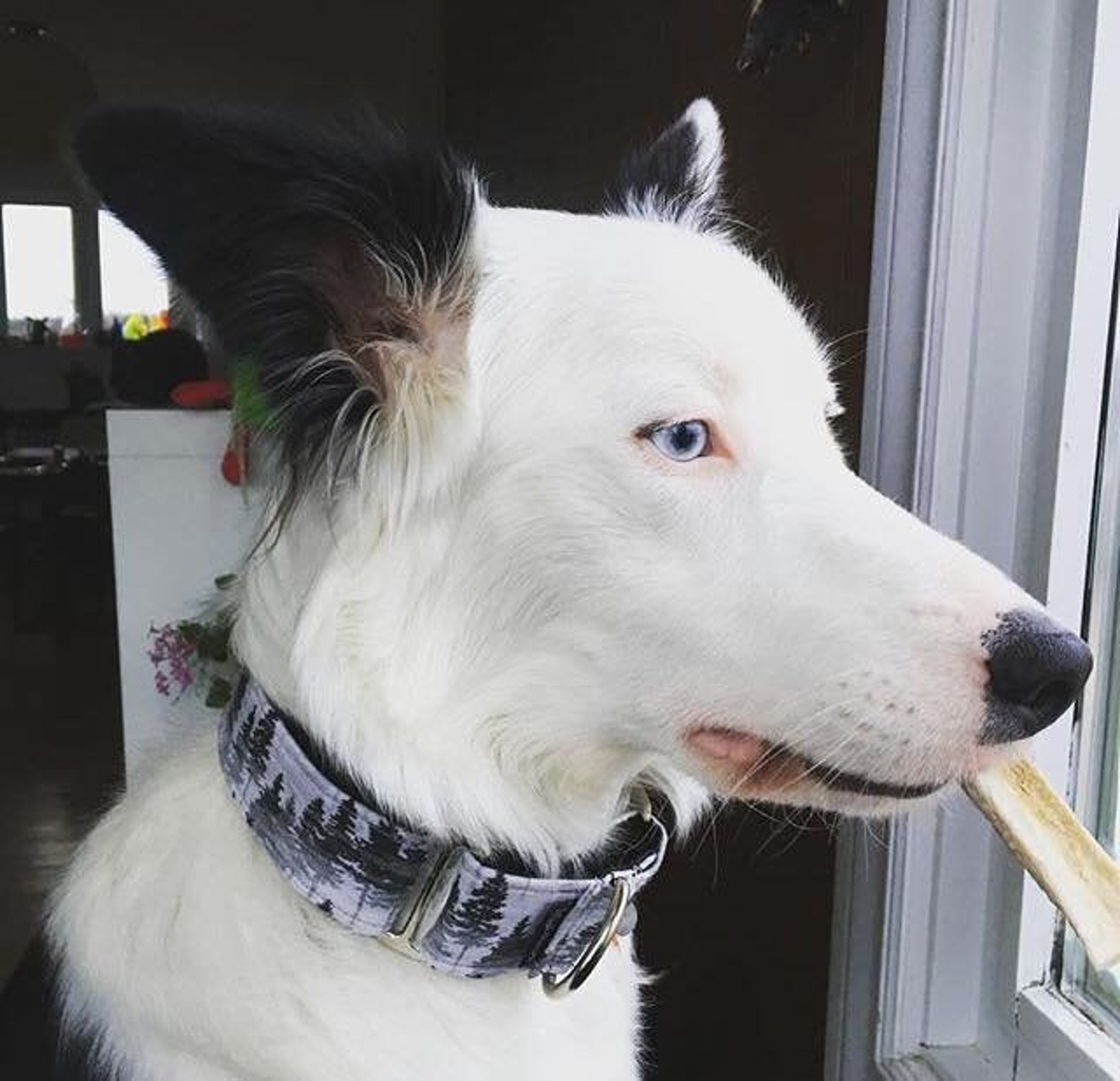 Forest Mist Dog Collar Martingale Dog Collar Clip Collar | Etsy