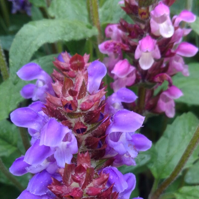 BackyardImpressions - Etsy