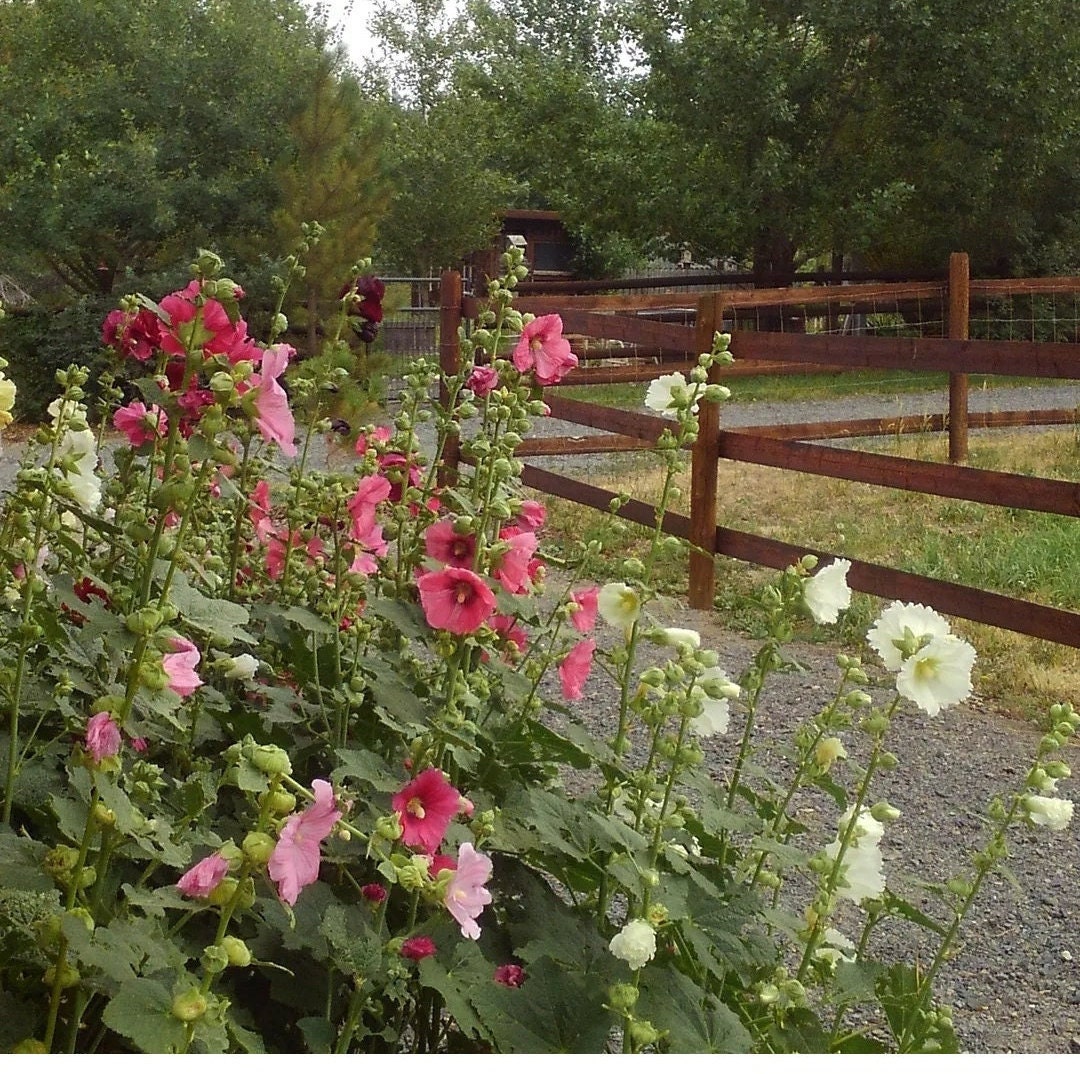 Hollyhock Seed Mix - Alcea Rosea - Hollyhock Seeds - Hollyhocks - Rare ...