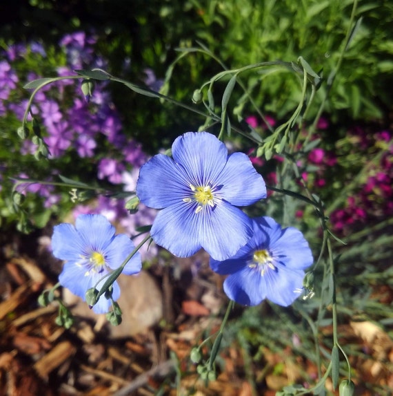 Prairie Flax Seeds Linum Lewisii Flax Seeds Blue Wildflower - Etsy