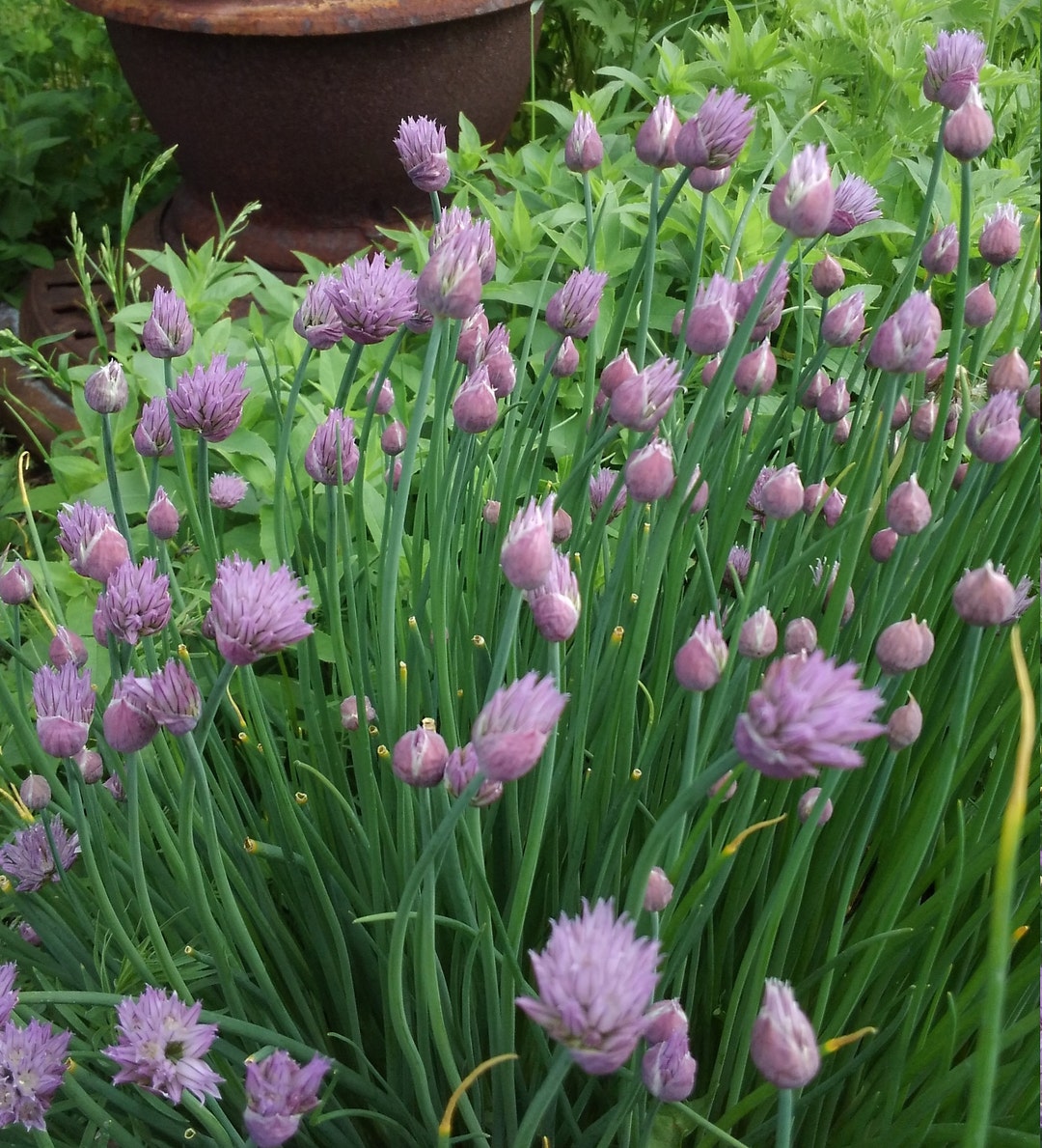 Common Chive Seeds Allium Schoenoprasum Chive Seeds Edible Herbs Chive ...