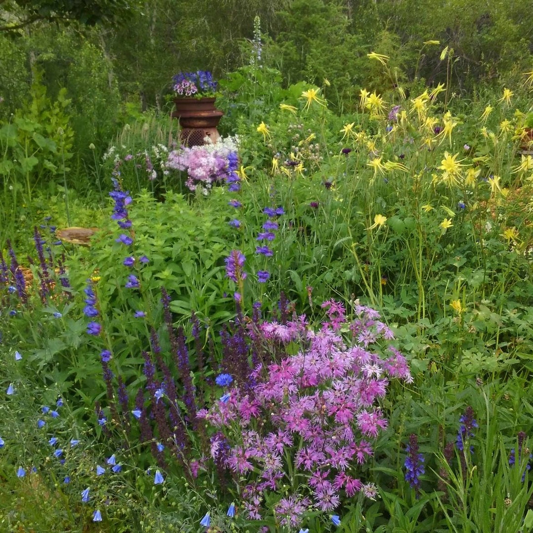 Rare Wildflower Seed Mix Perennial Flower Seed Mix Rare Wildflower Seed ...