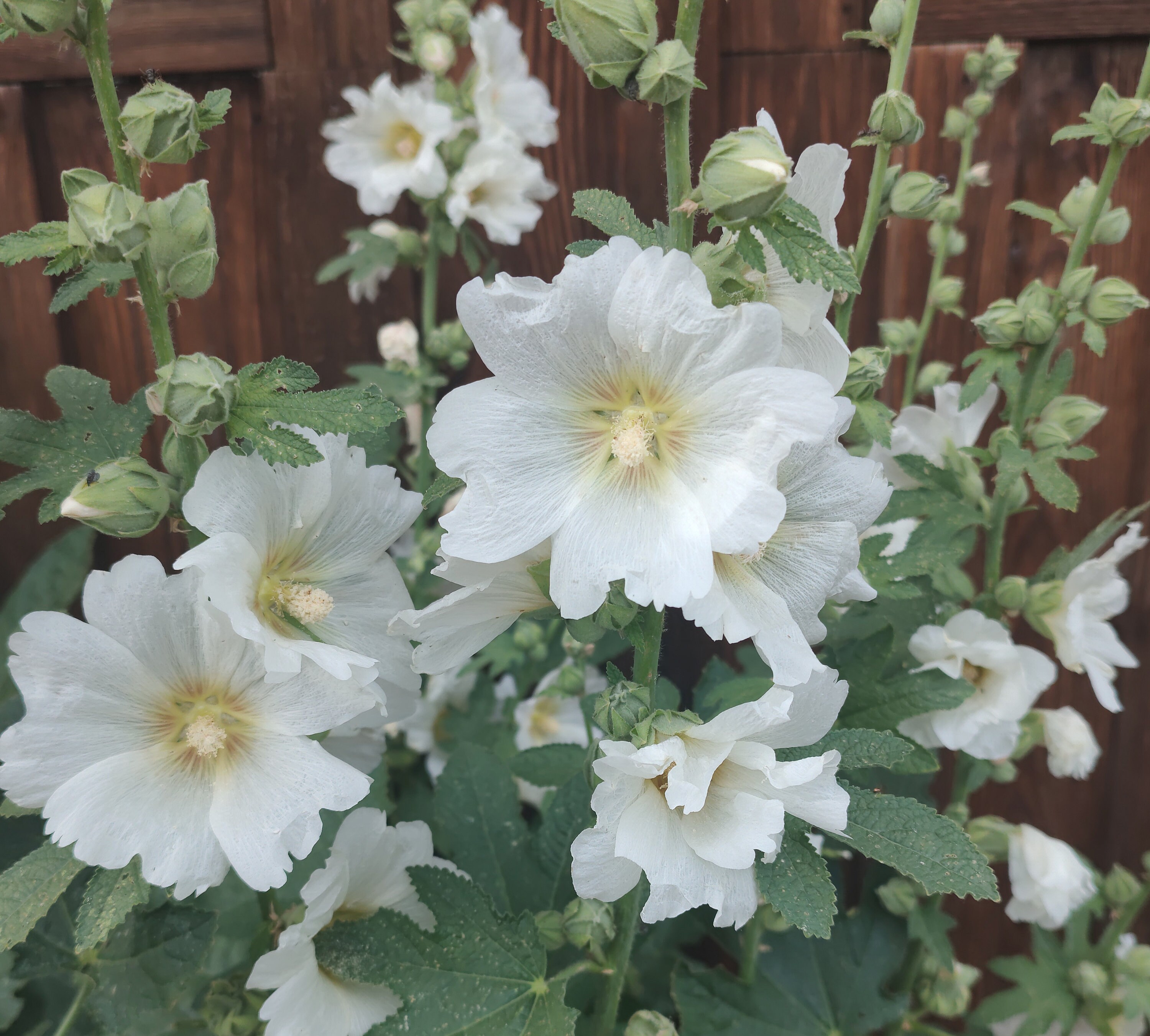 White Hollyhock Flowers