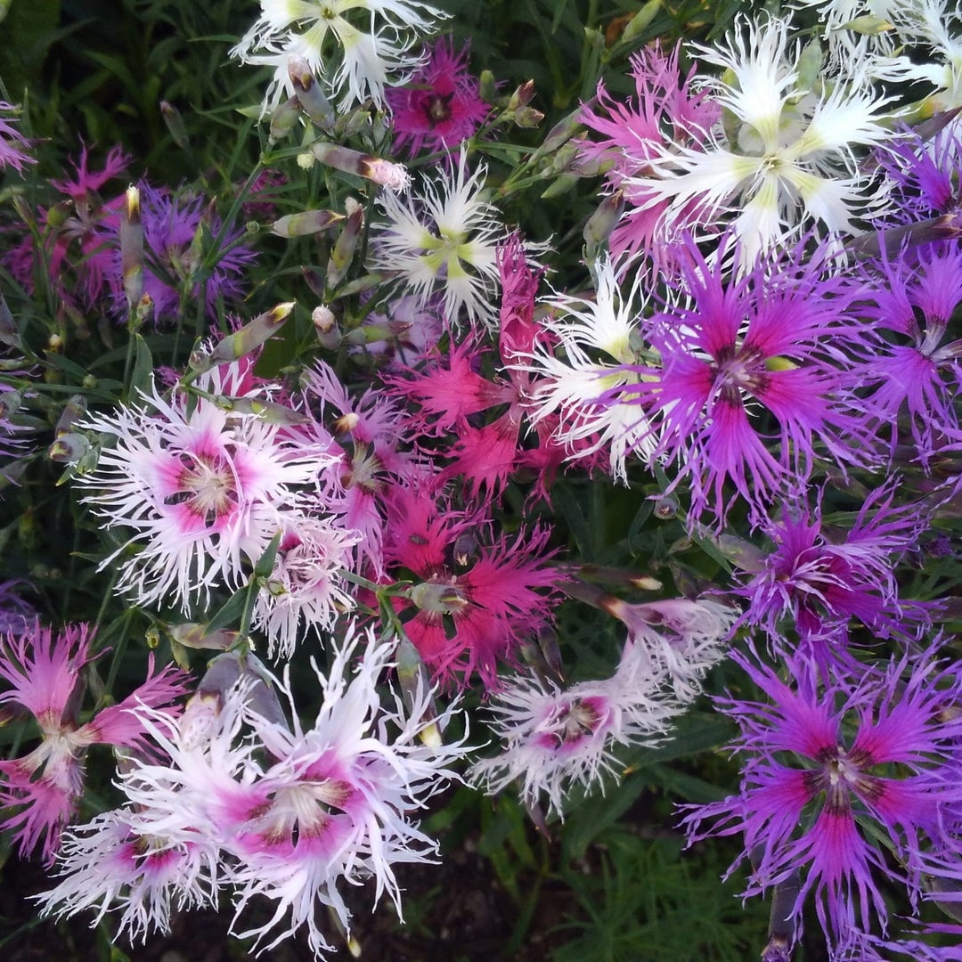 Rare Dianthus Flower Seeds - Dianthus Superba - Dianthus Flower Seeds ...