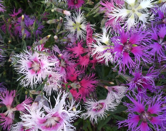 Rare Dianthus Flower Seeds - Dianthus Superba - Dianthus Flower Seeds ...