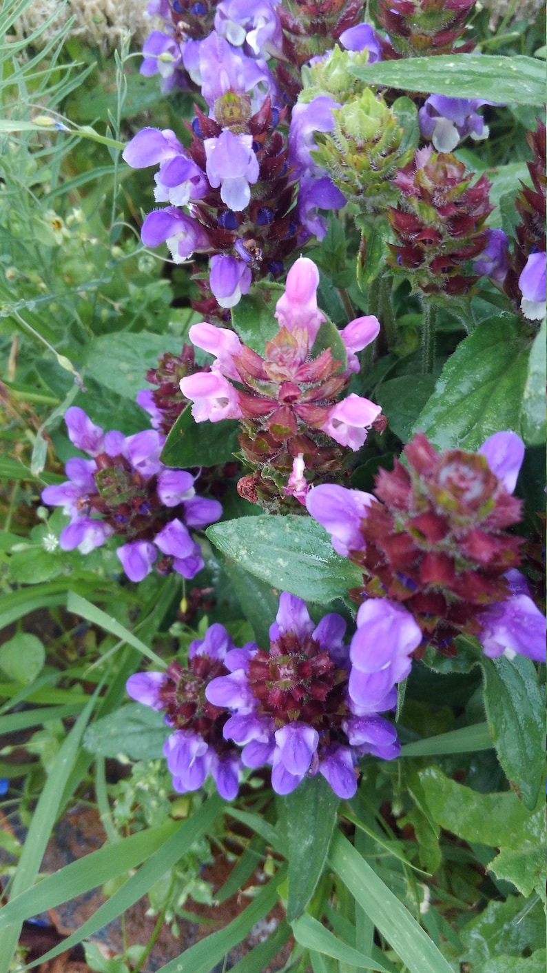 Prunella Seeds Prunella Vulgaris Prunella Herb Seeds - Etsy