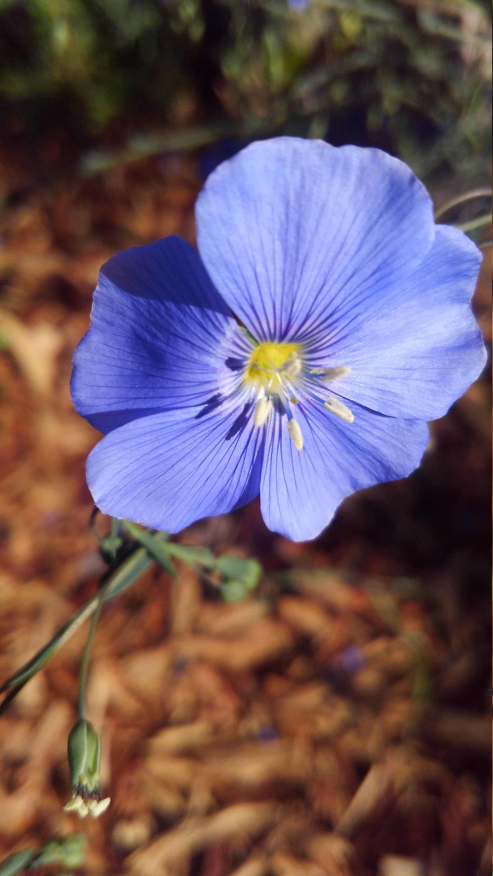 Prairie Flax Seeds Linum Lewisii Flax Seeds Blue Wildflower - Etsy