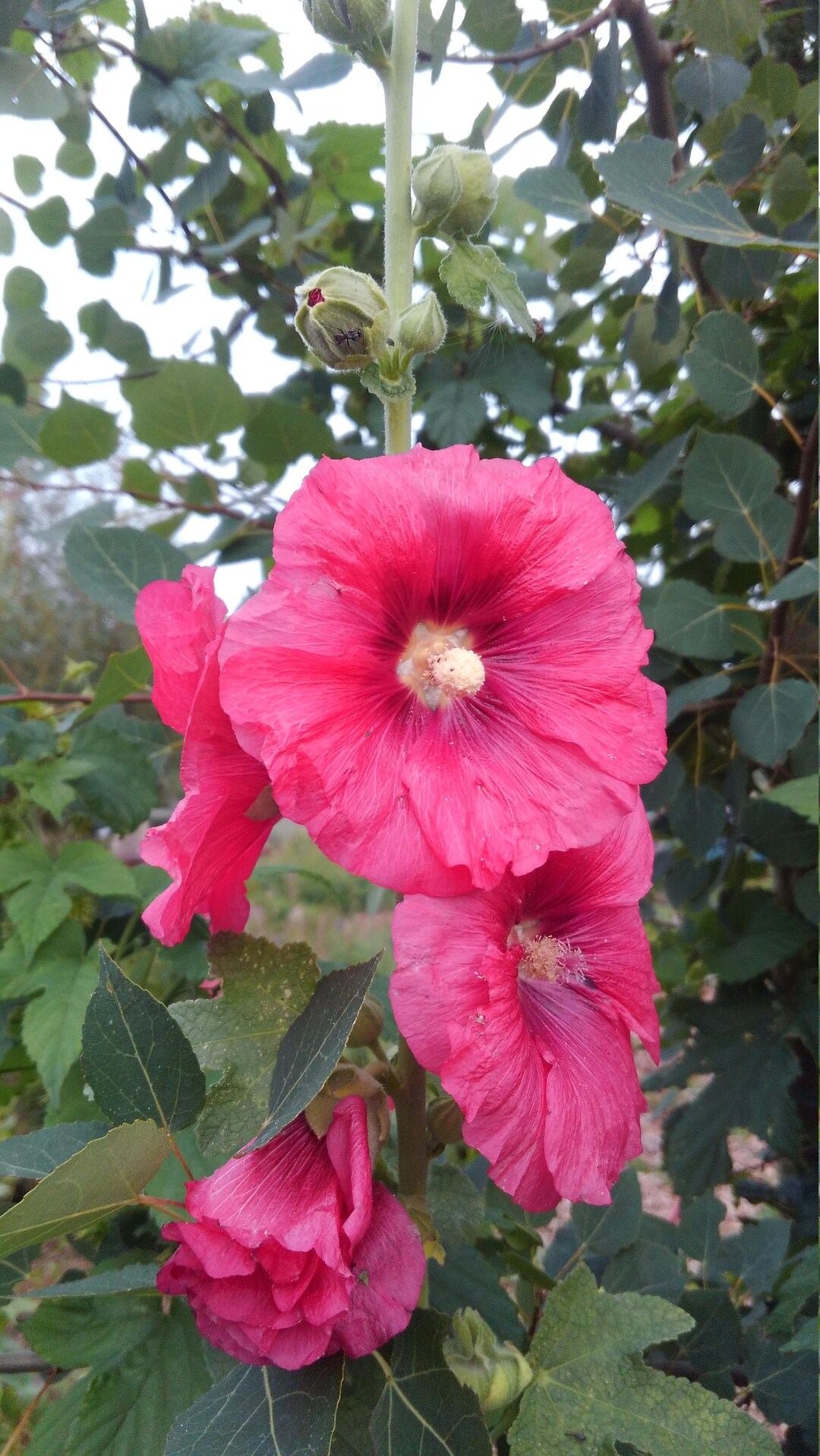 Rare Hollyhock Seeds - Hot Pink Hollyhocks - Hollyhocks - Alcea Rosea ...