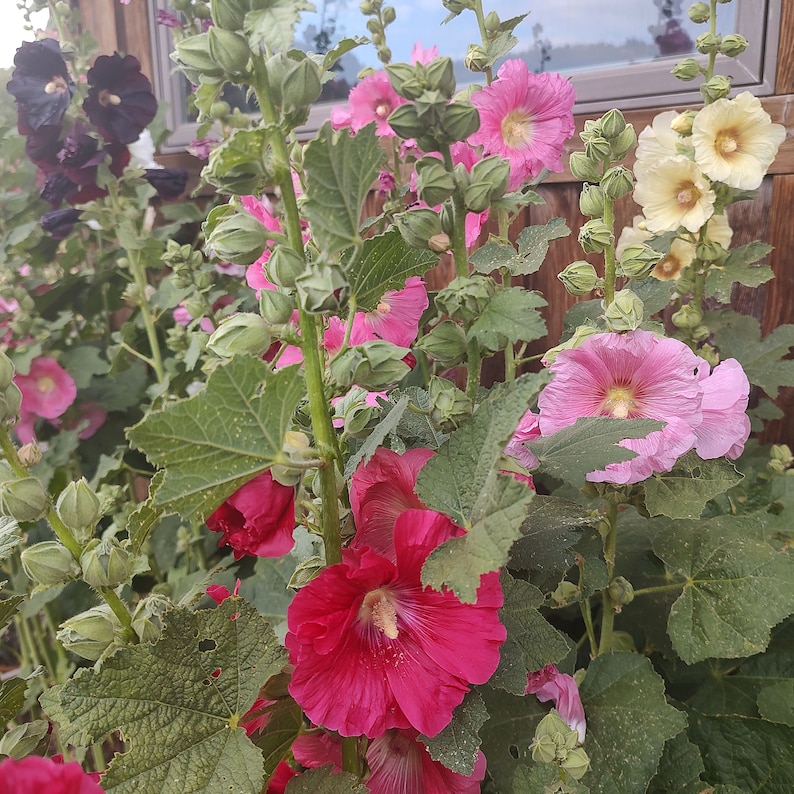 Hollyhock Seed Mix Alcea Rosea Hollyhock Seeds - Etsy