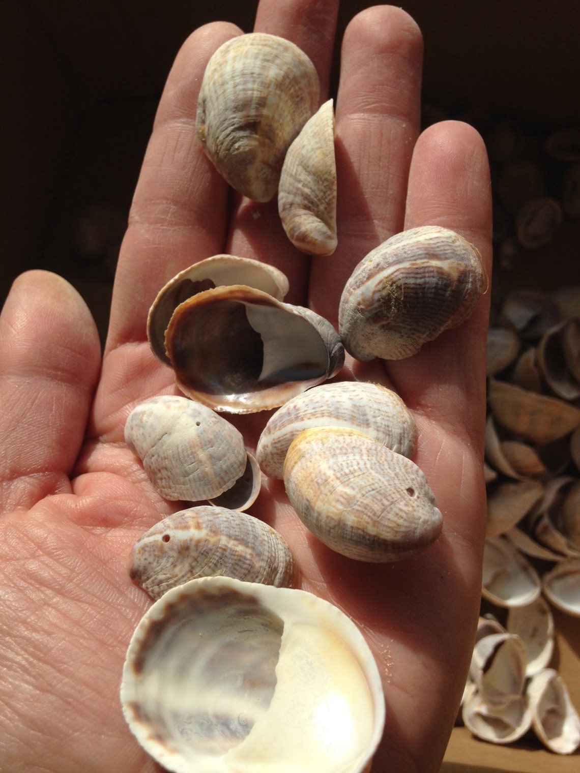 Lady Slipper Shells, Beach Sea Shells - Etsy