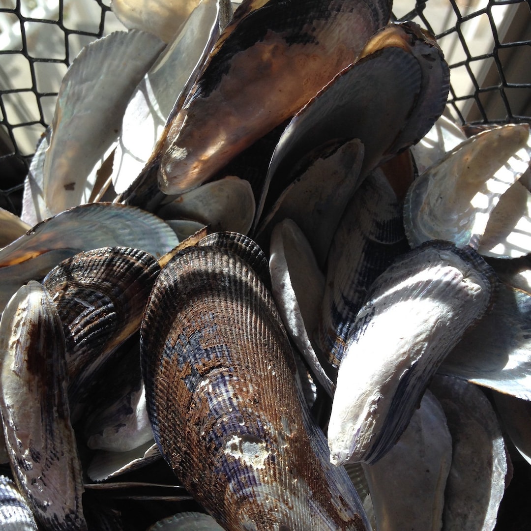 Mussel Shells, Sea Shells - Etsy