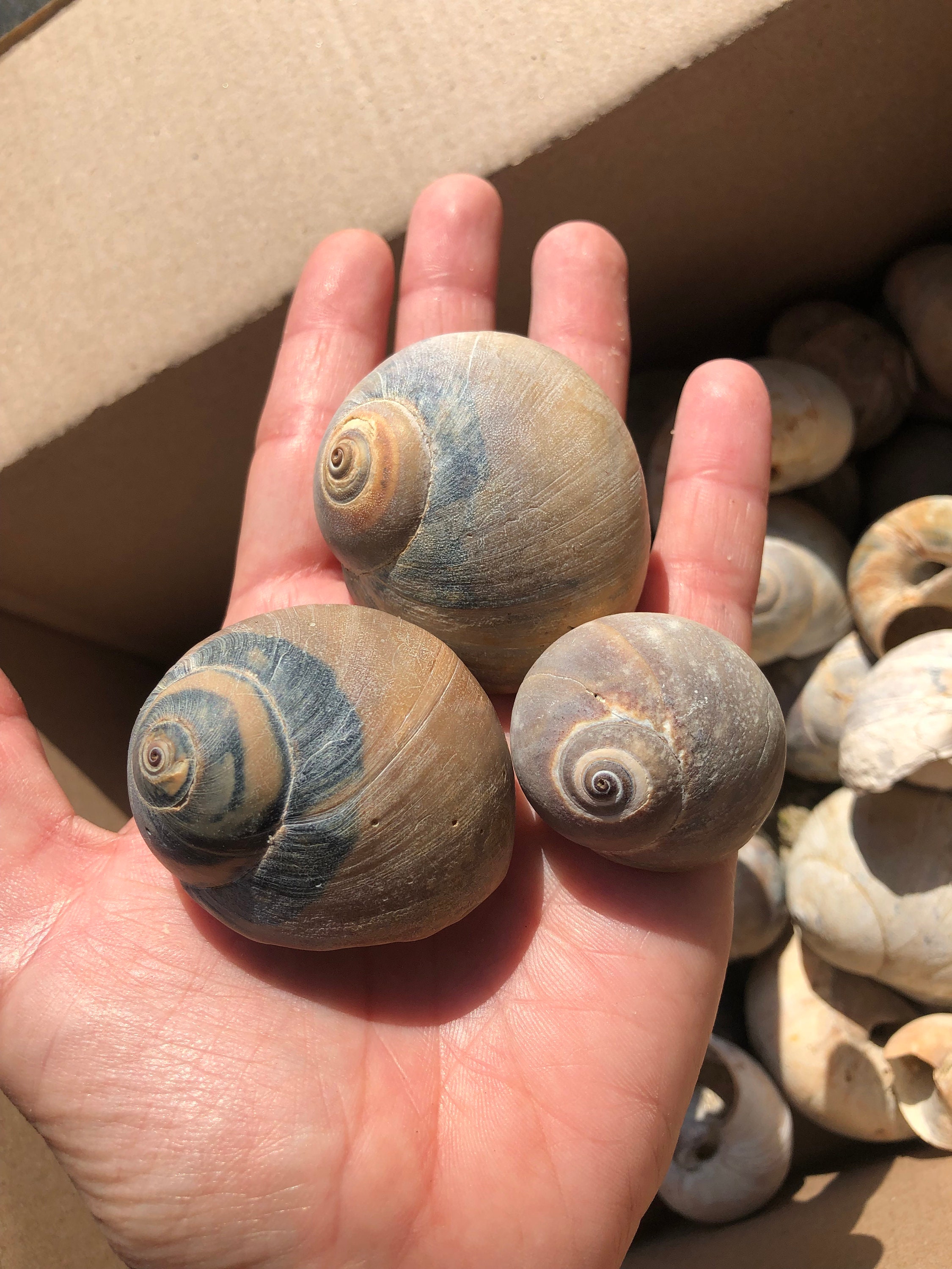 Moonsnail Shells Lot of 10 Perfect Snail Shells - Etsy