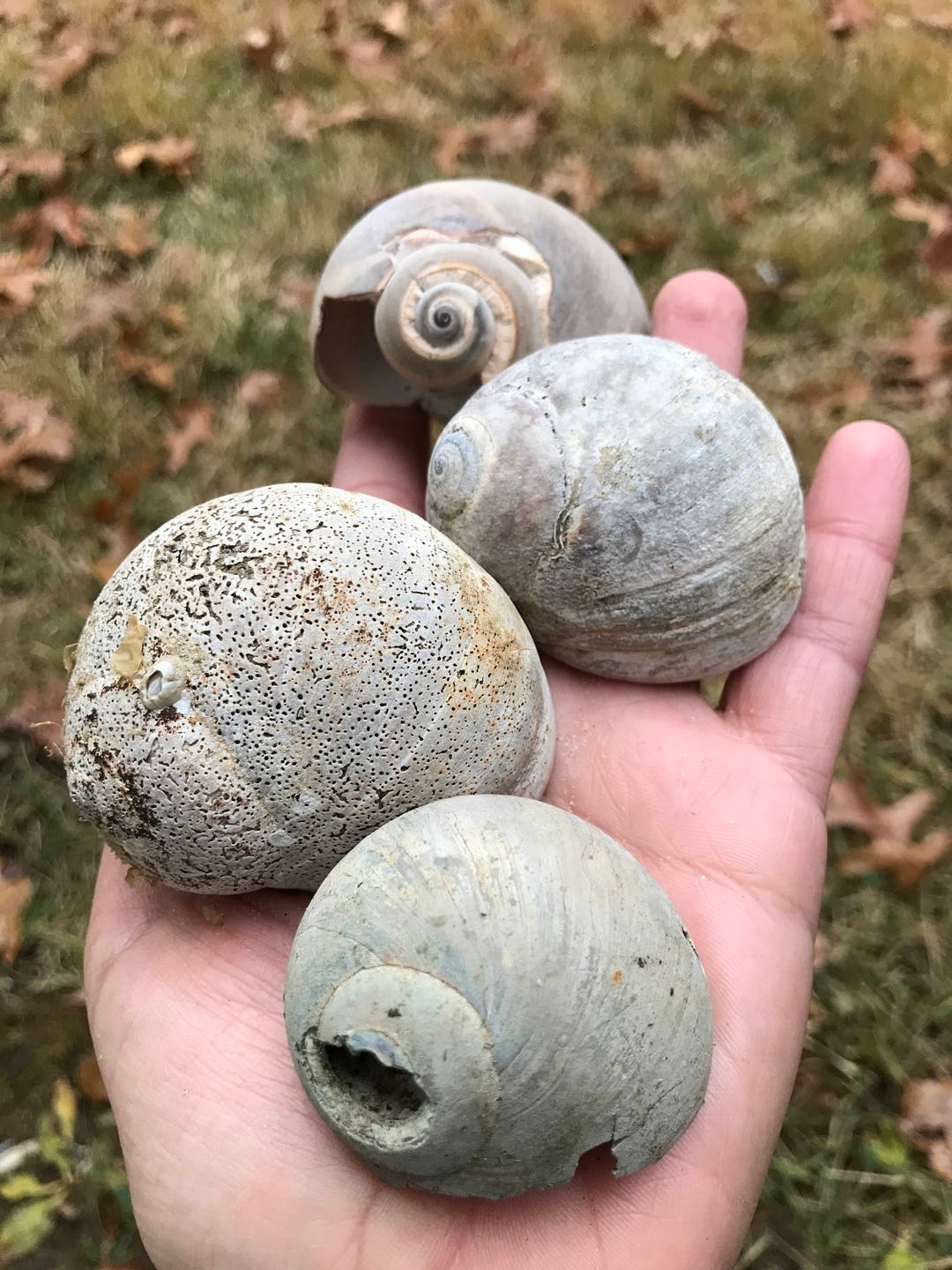 Moon Snails Shells-4 - Etsy