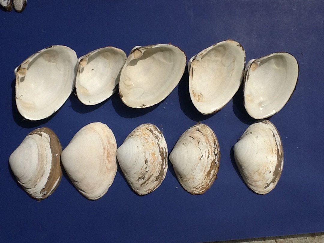 10 Clam Shells - Etsy