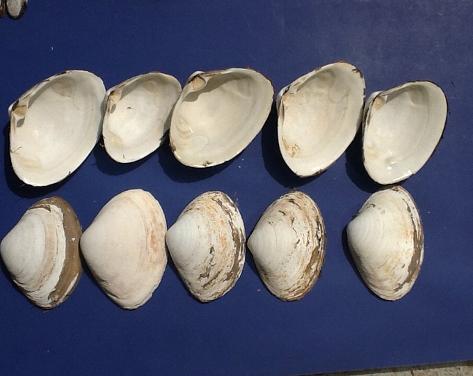 10 Clam Shells - Etsy