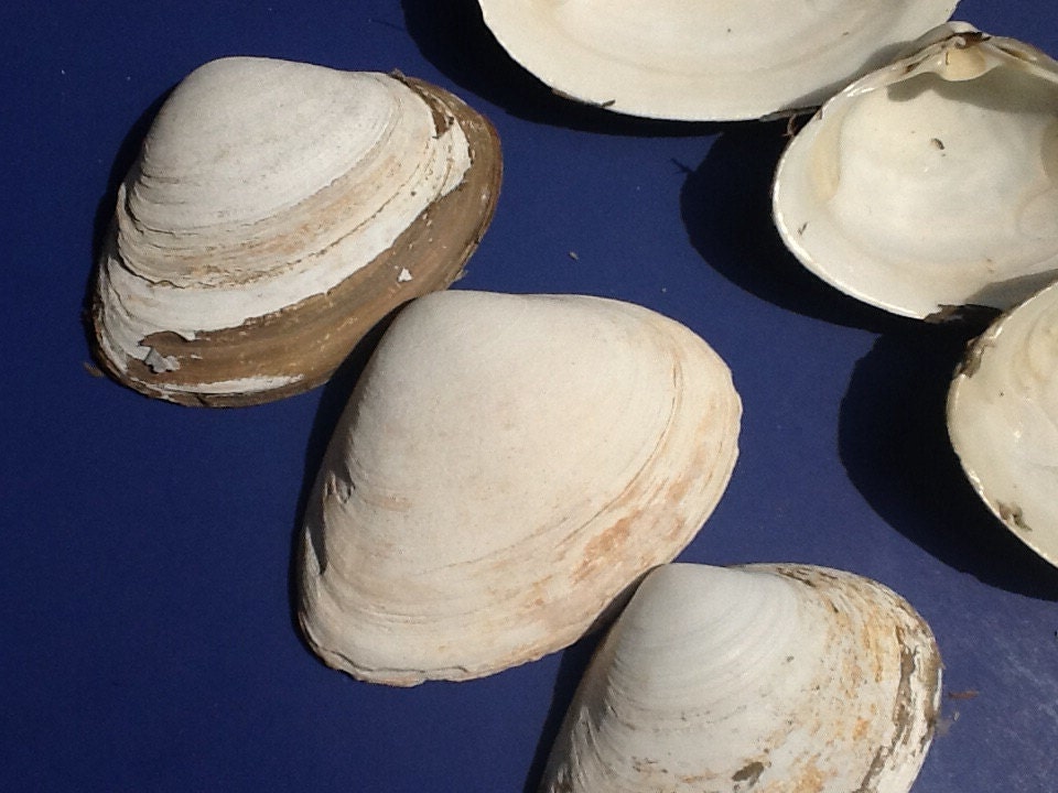 10 Clam Shells - Etsy
