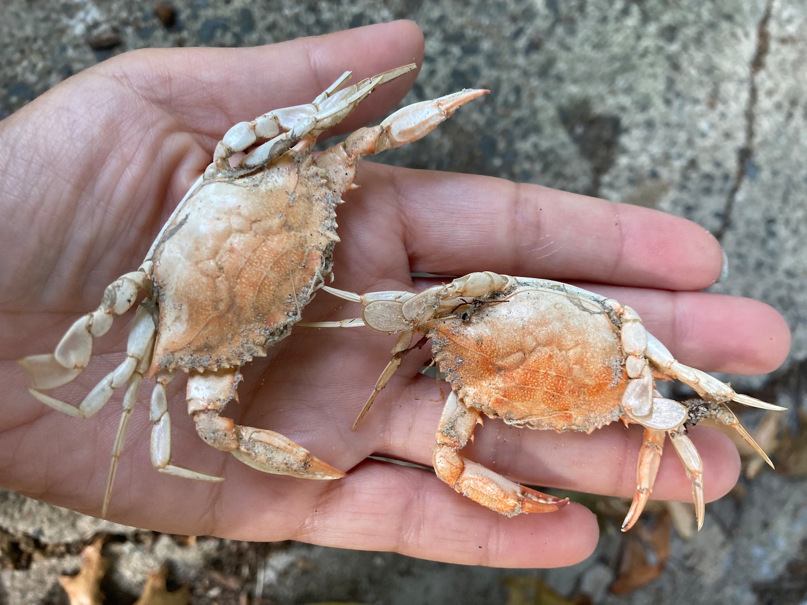 Crab Exoskeletons, Molts, Sheds - Etsy