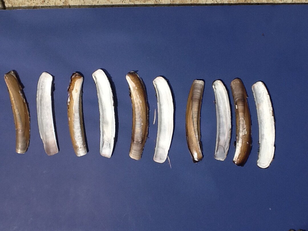 10 Razor Clam Shells - Etsy