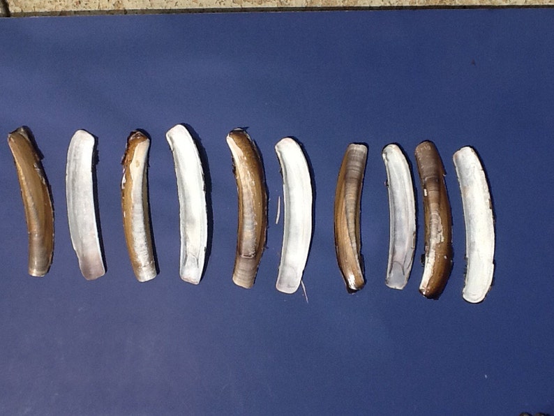 10 Razor Clam Shells - Etsy