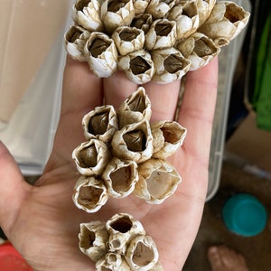 Barnacles From the Jersey Shore - Etsy