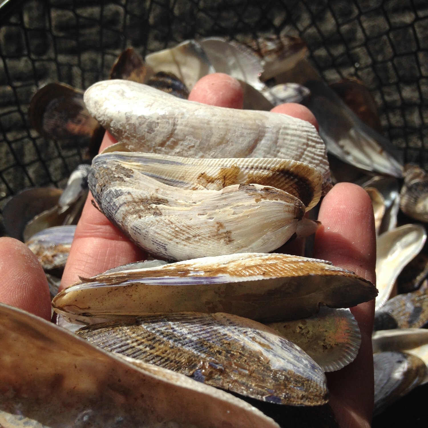 Mussel Shells, Sea Shells - Etsy