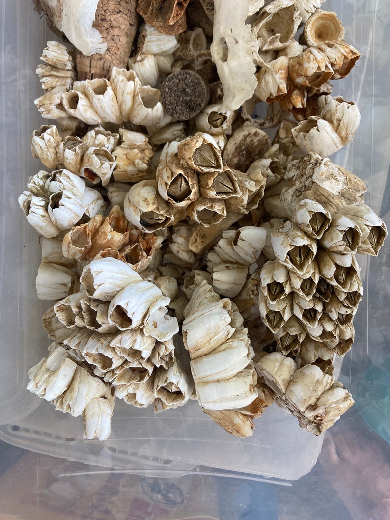 Barnacles From the Jersey Shore - Etsy