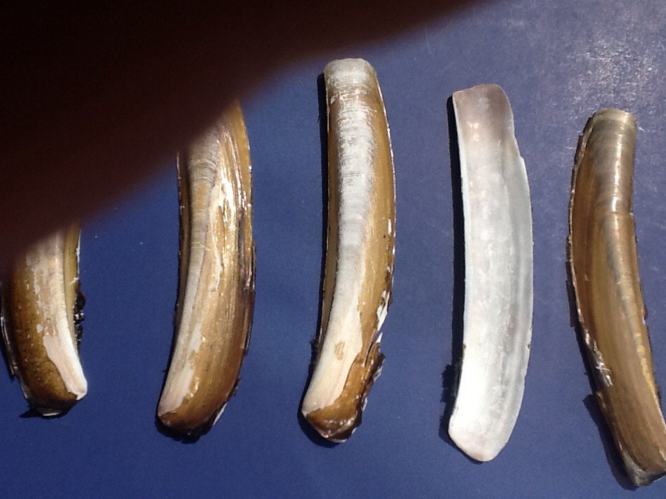 10 Razor Clam Shells - Etsy