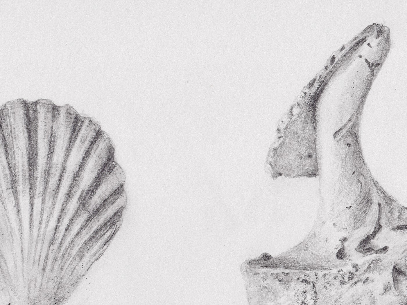 Seashells Pencil Drawing, Original Botanical Art, Boho Beach Decor - Etsy