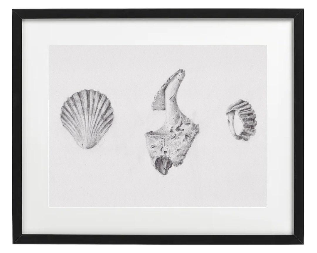 Seashells Pencil Drawing, Original Botanical Art, Boho Beach Decor - Etsy