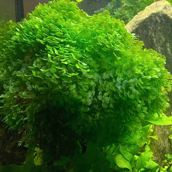 Live Aquarium Plants - Etsy